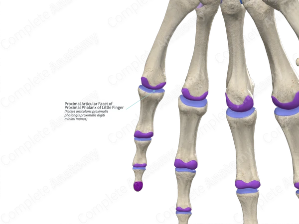 Proximal Articular Facet of Proximal Phalanx of Little Finger ...