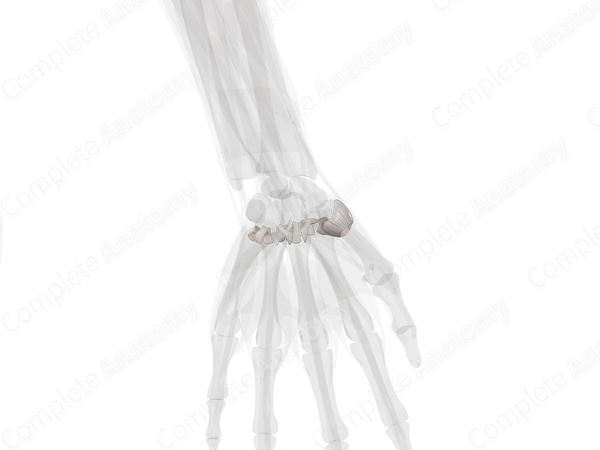 Carpometacarpal Joints (Left) | Complete Anatomy