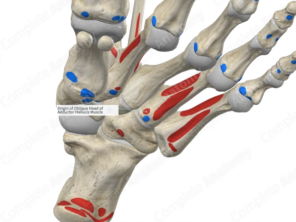 Origin of Oblique Head of Adductor Hallucis Muscle | Complete Anatomy