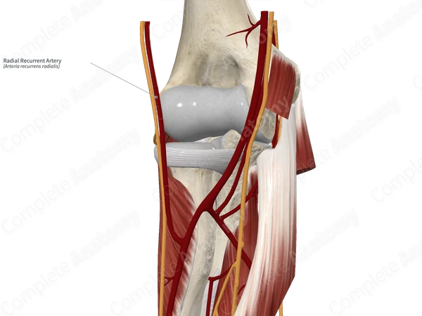 Radial Recurrent Artery | Complete Anatomy