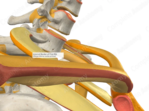 Internal Border of First Rib | Complete Anatomy