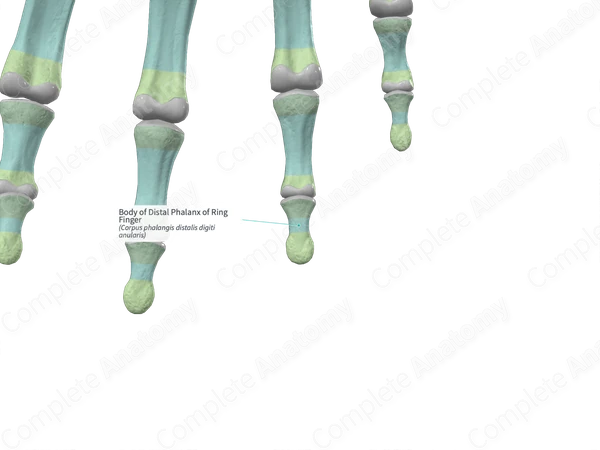 Body of Distal Phalanx of Ring Finger | Complete Anatomy