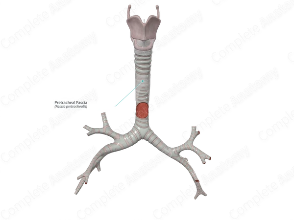 Pretracheal Fascia | Complete Anatomy
