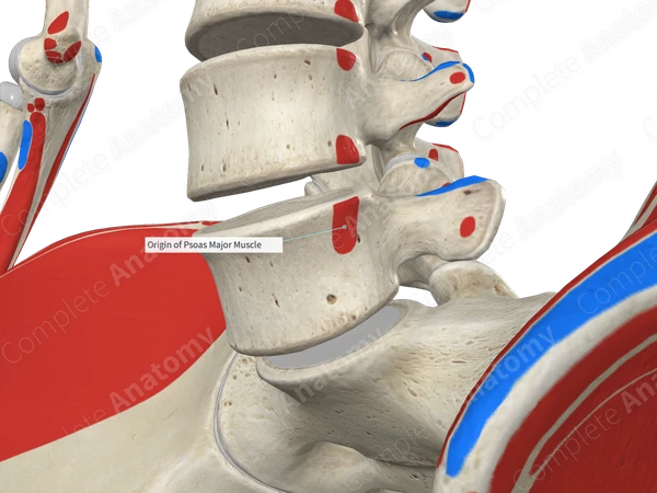 Origin of Psoas Major Muscle | Complete Anatomy