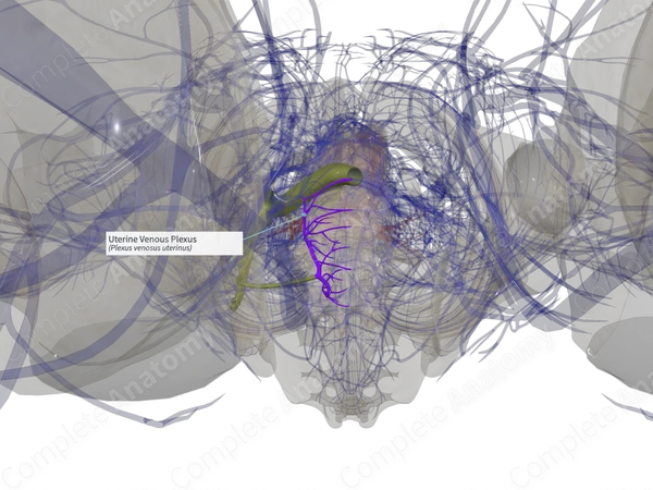 Uterine Venous Plexus (Left) | Complete Anatomy