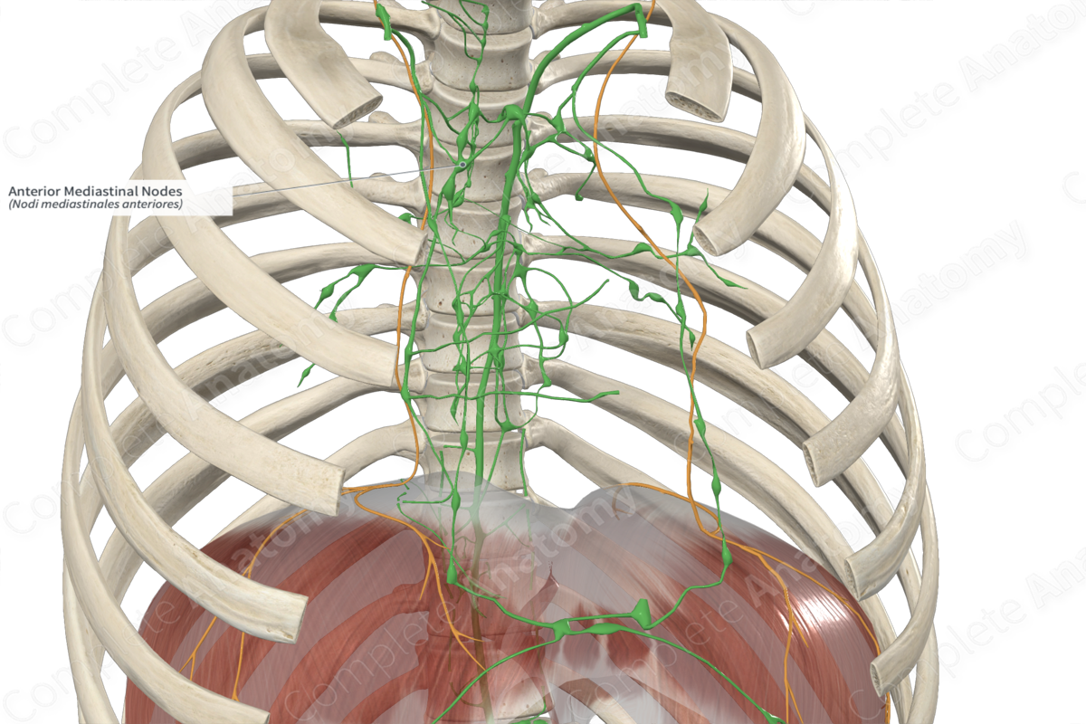 Anterior Mediastinal Nodes | Complete Anatomy