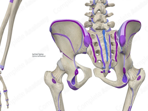Ischial Spine | Complete Anatomy
