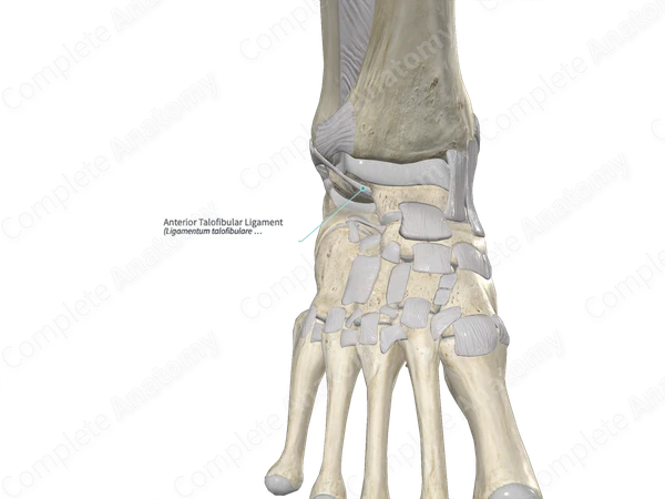 Anterior Talofibular Ligament | Complete Anatomy