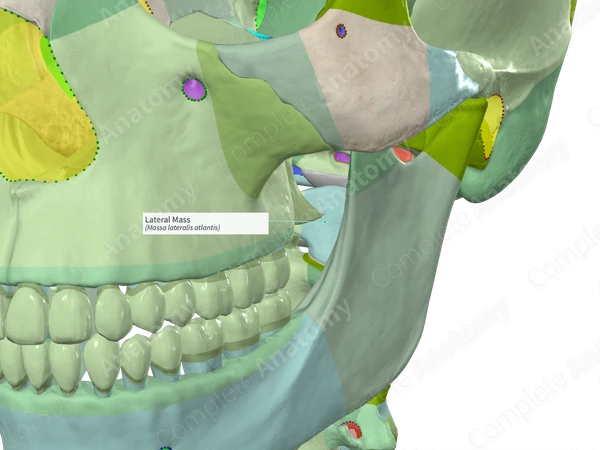 Lateral Mass (Right) | Complete Anatomy