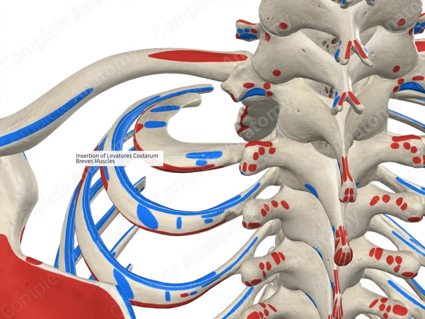 Insertion of Levatores Costarum Breves Muscles | Complete Anatomy