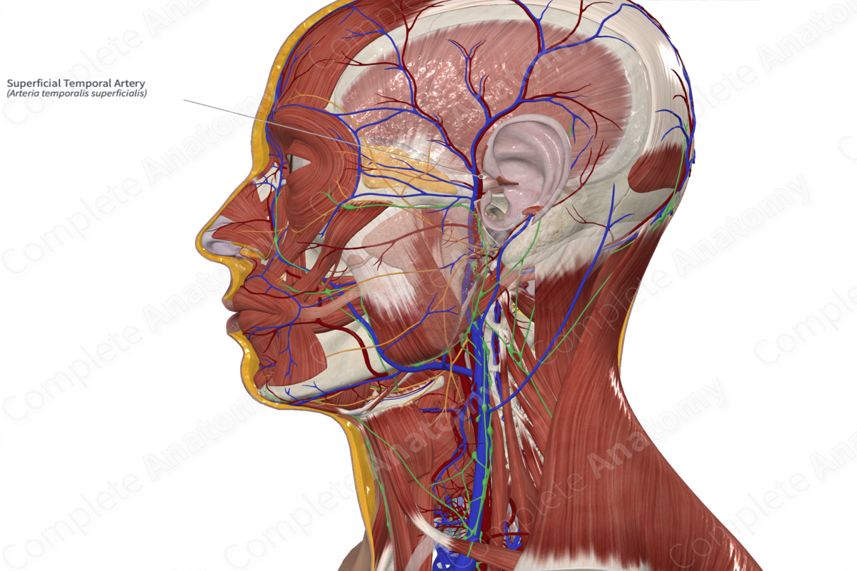 Superficial Temporal Artery Complete Anatomy