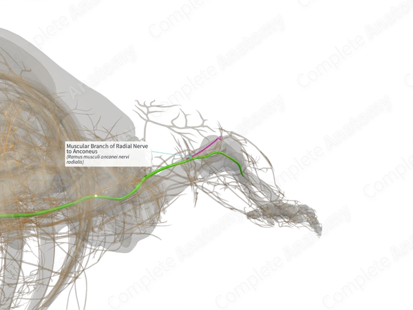 Muscular Branch of Radial Nerve to Anconeus (Right) | Complete Anatomy