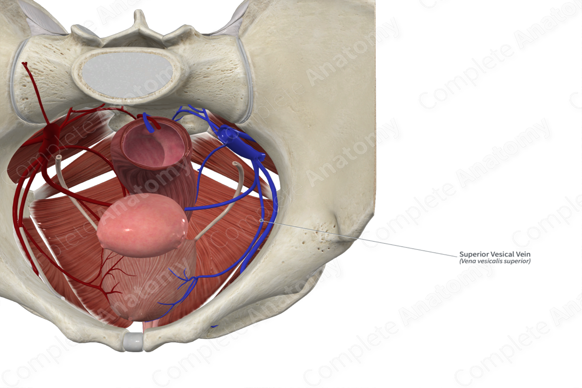 Superior Vesical Vein Complete Anatomy