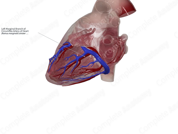 Left Marginal Branch of Circumflex Artery of Heart | Complete Anatomy
