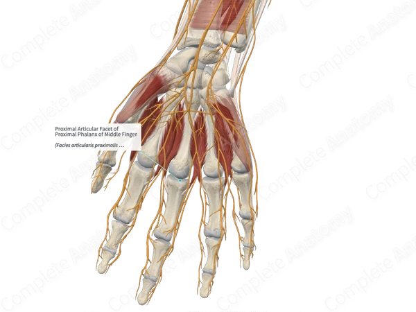 Proximal Articular Facet of Proximal Phalanx of Middle Finger ...