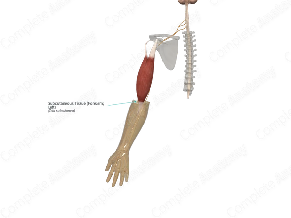 Subcutaneous Tissue (Forearm; Left) | Complete Anatomy