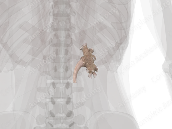 Renal Sinus (Left) | Complete Anatomy