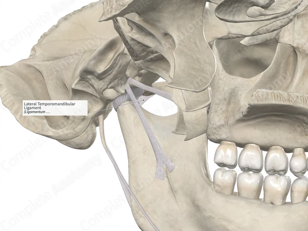 Temporomandibular Joint Ligaments Temporomandibular Joint – Anatomy