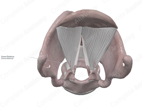 Conus Elasticus | Complete Anatomy