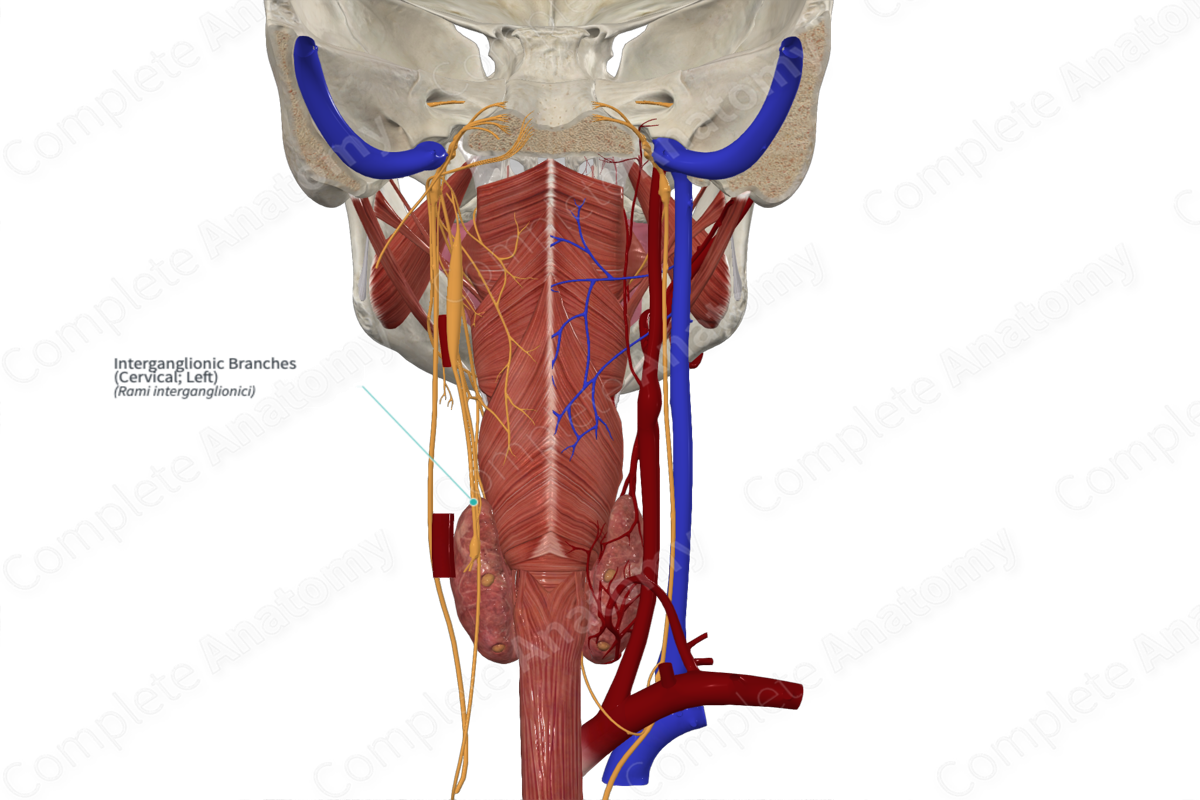 Cat Dissection Urinary System