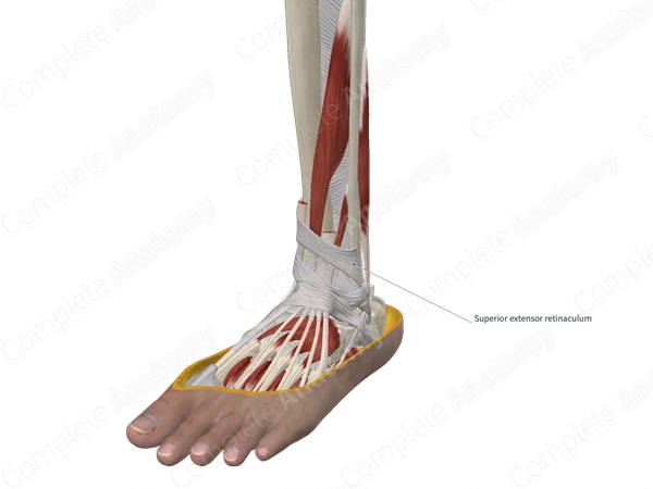 Superior Extensor Retinaculum of Ankle | Complete Anatomy