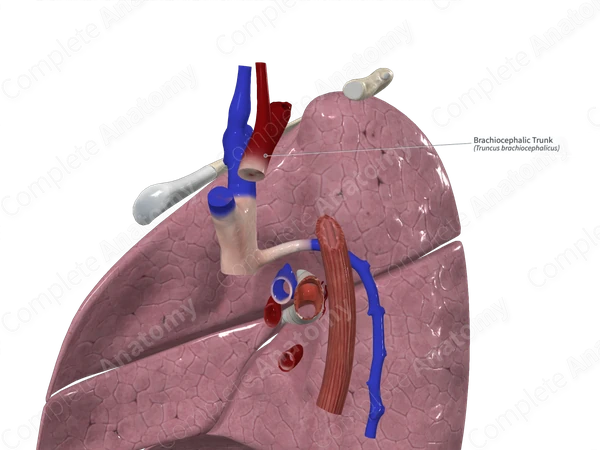 Brachiocephalic Trunk | Complete Anatomy