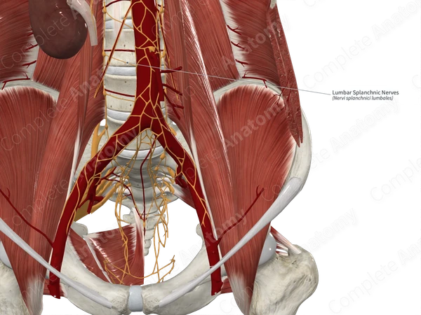 Lumbar Splanchnic Nerves | Complete Anatomy