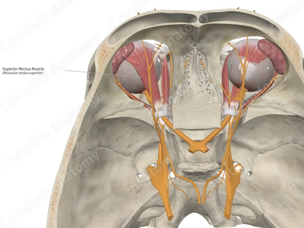 Superior Rectus Muscle | Complete Anatomy