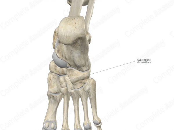 Cuboid Bone | Complete Anatomy