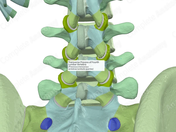 Transverse Process of Fourth Lumbar Vertebra (Right) | Complete Anatomy