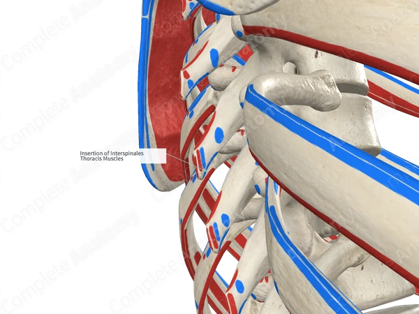 Insertion of Interspinales Thoracis Muscles | Complete Anatomy