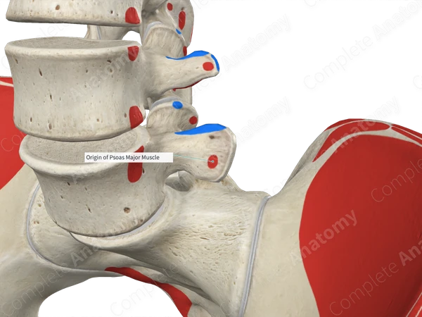 Origin of Psoas Major Muscle | Complete Anatomy