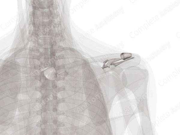 Joints of Pectoral Girdle (Left) | Complete Anatomy