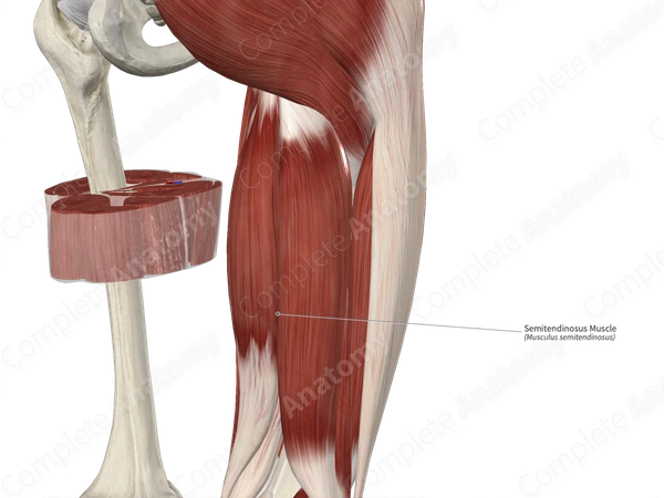 Semitendinosus Muscle | Complete Anatomy