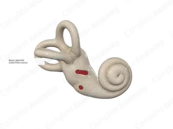 Bony Labyrinth | Complete Anatomy