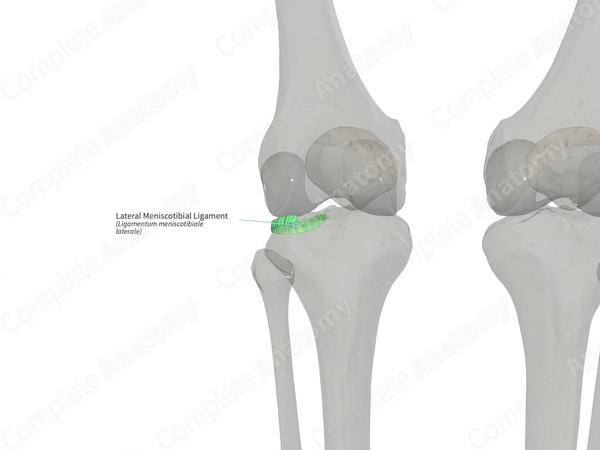 Lateral Meniscotibial Ligament (Left) | Complete Anatomy