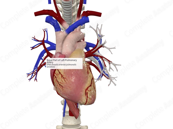 Basal Part of Left Pulmonary Artery | Complete Anatomy