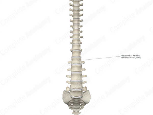 First Lumbar Vertebra | Complete Anatomy