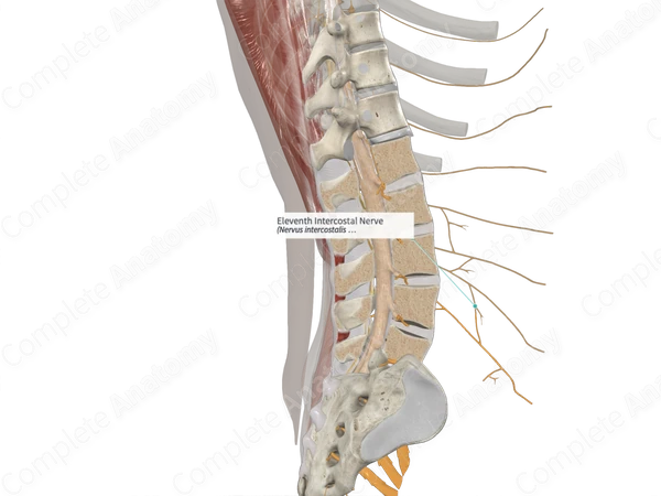 Eleventh Intercostal Nerve | Complete Anatomy