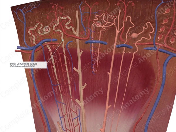 Distal Convoluted Tubule | Complete Anatomy