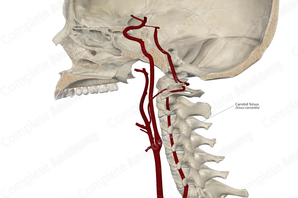 Carotid Sinus Complete Anatomy