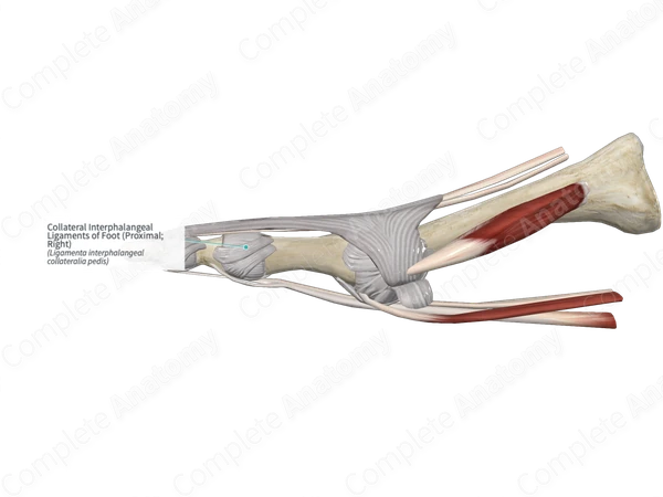 Ligaments Of The Foot Anatomy
