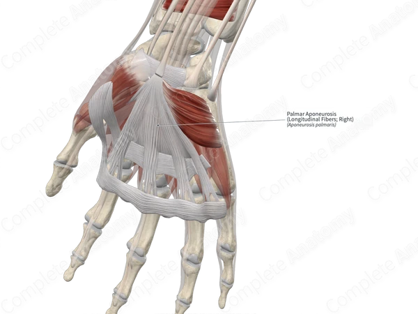 Palmar Aponeurosis (Longitudinal Fibers; Right) | Complete Anatomy
