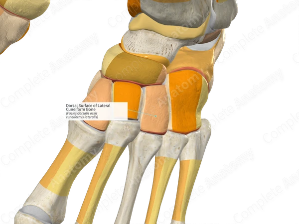 Dorsal Surface of Lateral Cuneiform Bone | Complete Anatomy