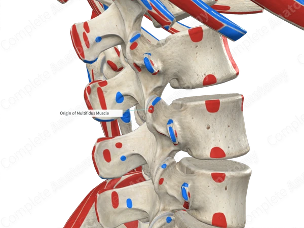 Origin of Multifidus Muscle | Complete Anatomy