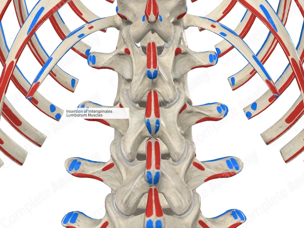 Insertion of Interspinales Lumborum Muscles | Complete Anatomy