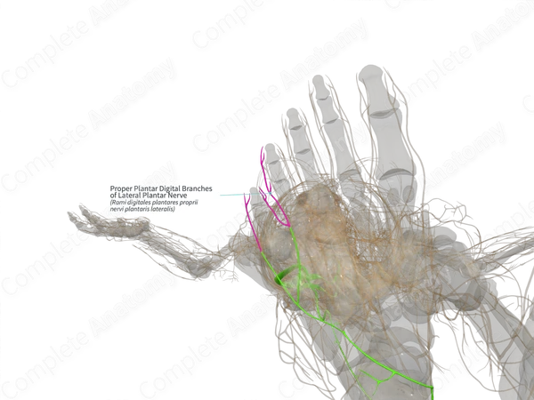 Proper Plantar Digital Branches of Lateral Plantar Nerve (Right ...