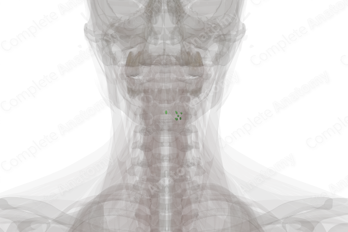 Lingual Nodes (Left) | Complete Anatomy