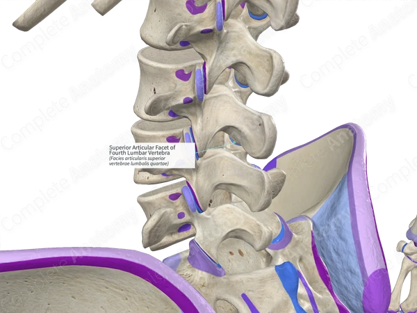 Superior Articular Facet of Fourth Lumbar Vertebra (Right) | Complete ...