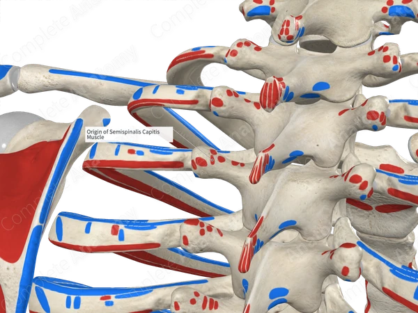 Origin of Semispinalis Capitis Muscle | Complete Anatomy